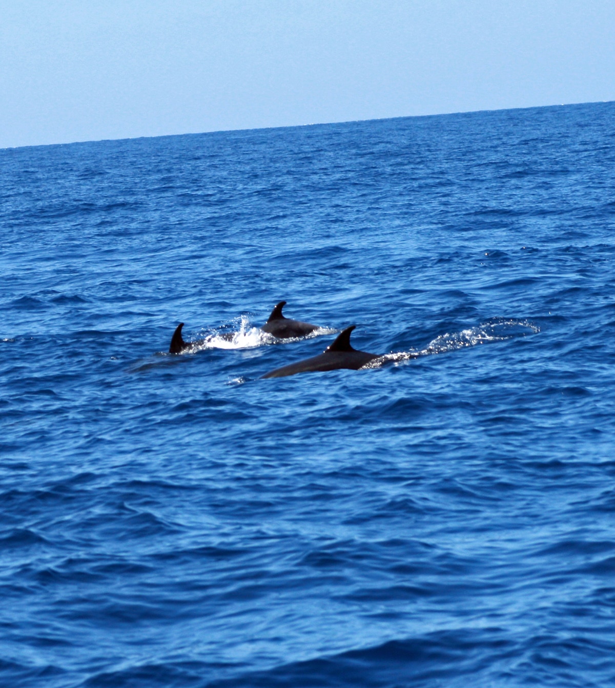 Delfine & Wale beobachten – Teneriffa erleben